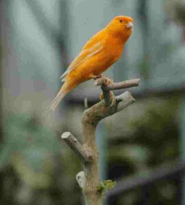 Red Canary Bird: Ultimate Guide 🐦- Magical Pet Bird 2025