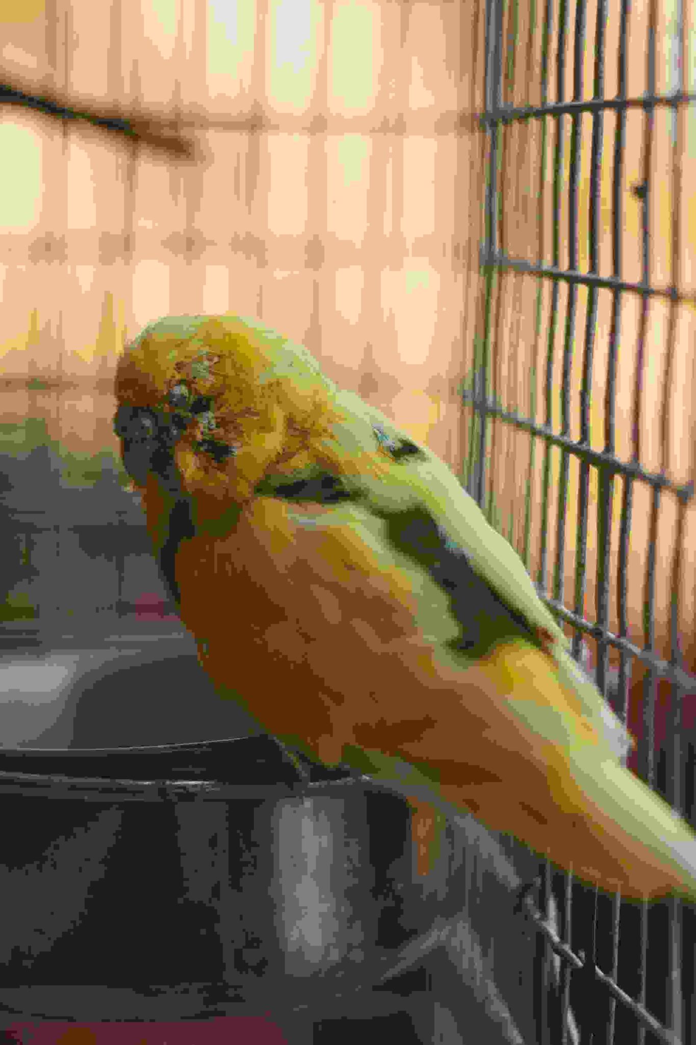 Common Sick-Bird Signs 🐦🩺 Magical Pet Bird 2025
